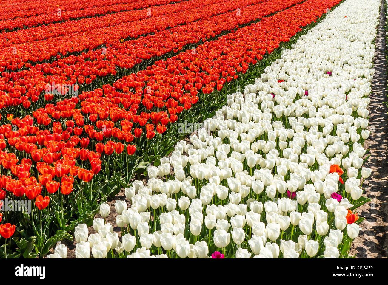 Colourful tulip fields, captured in The Netherlands during Spring ...