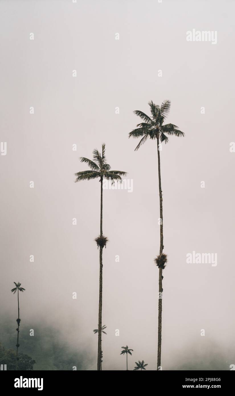 Highest Coconut Palm Trees Cocora Valley in Salento, Disney Village in ...