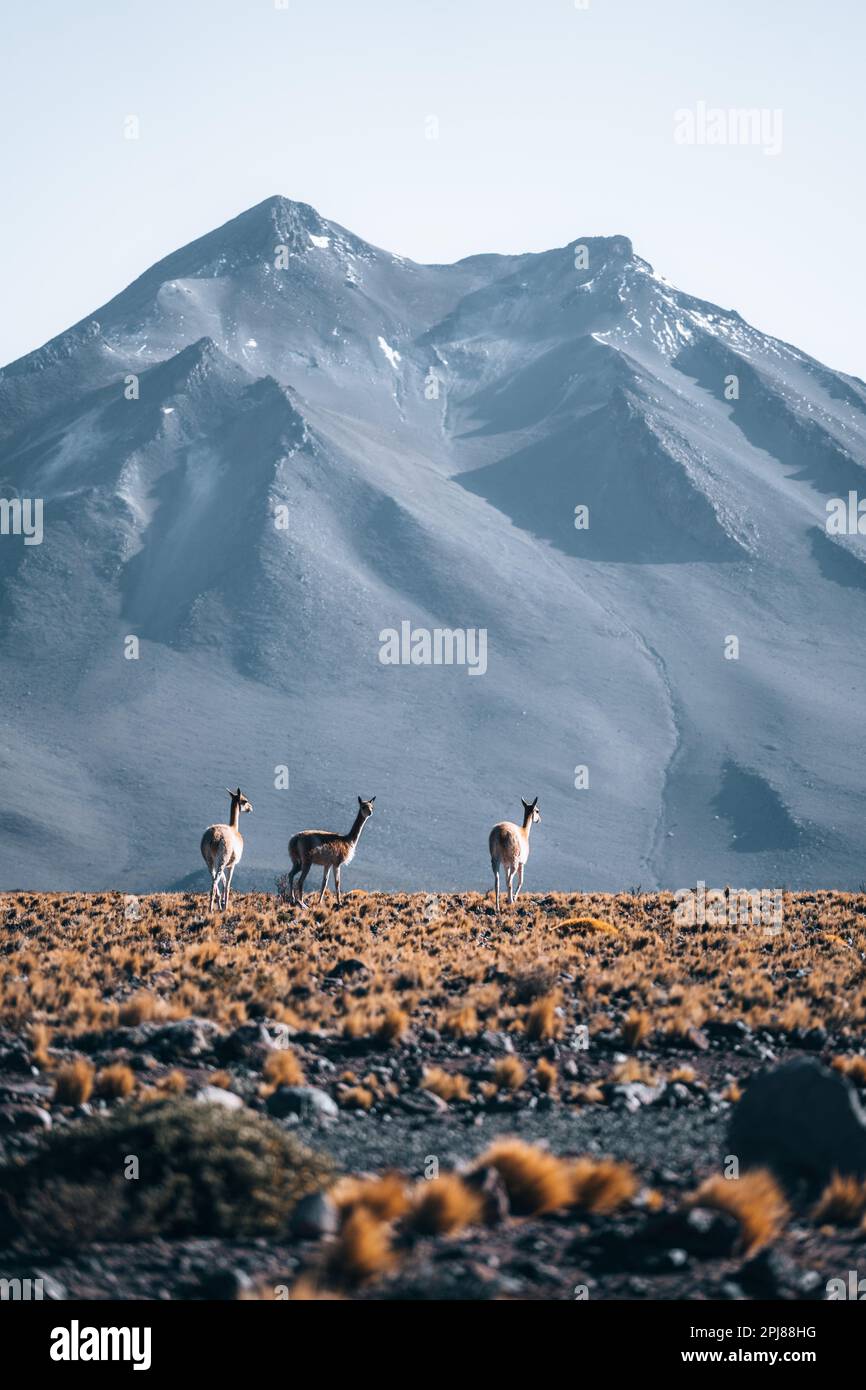 Vicuna animal llama in front of Volcanic mountains in San Pedro de ...