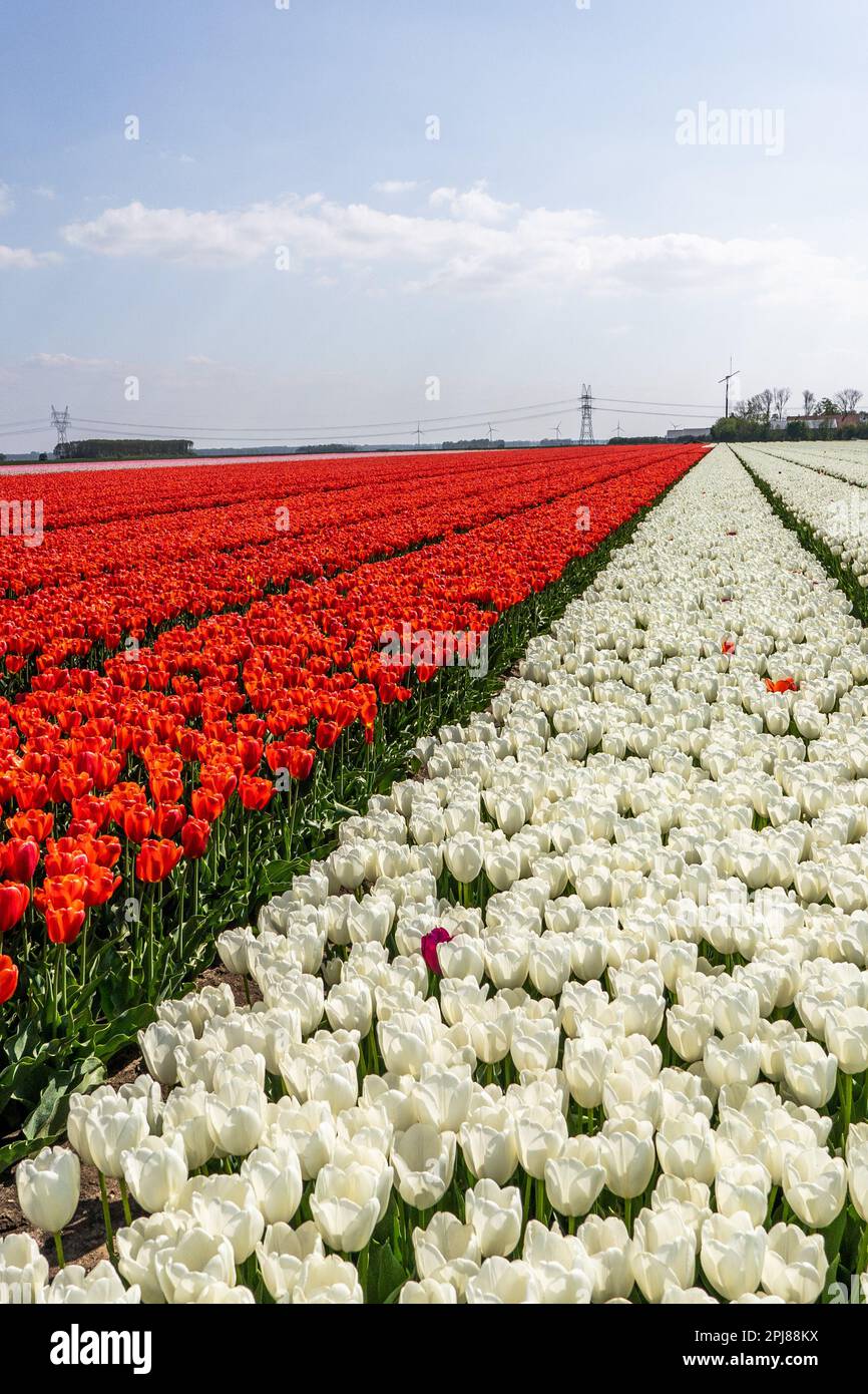 Colourful tulip fields, captured in The Netherlands during Spring ...
