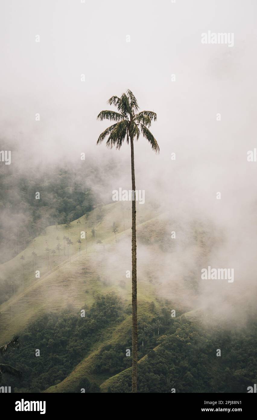 Highest Coconut Palm Trees Cocora Valley in Salento, Disney Village in ...