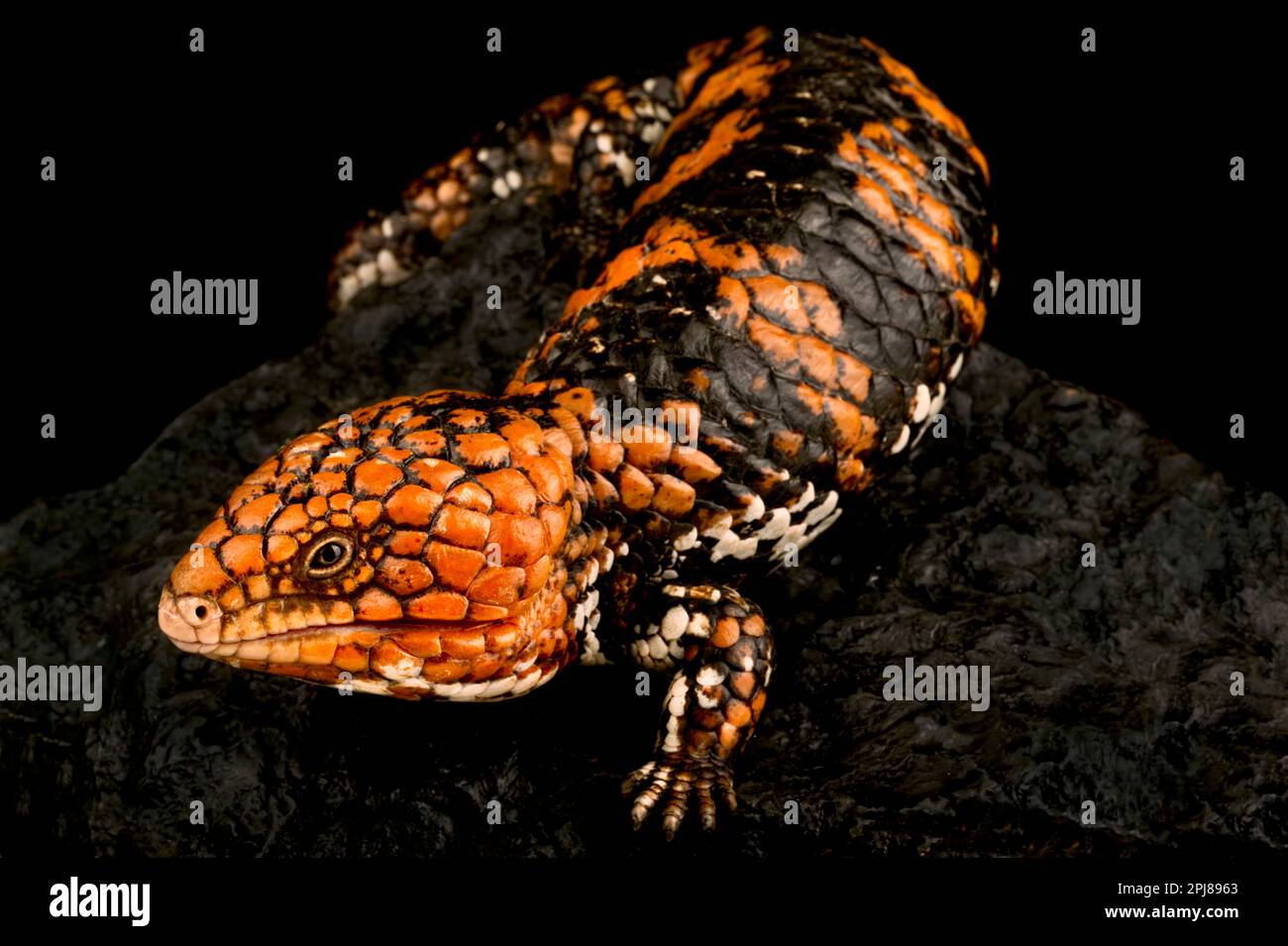 Shingleback skink (Tiliqua rugosa rugosa Stock Photo - Alamy