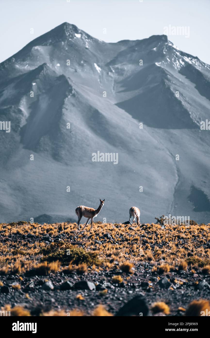 Vicuna animal llama in front of Volcanic mountains in San Pedro de ...