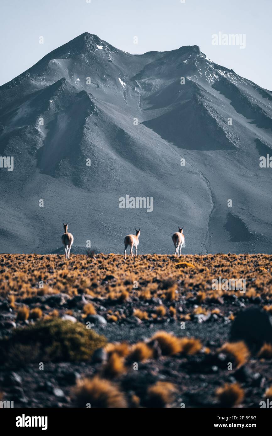 Vicuna animal llama in front of Volcanic mountains in San Pedro de ...