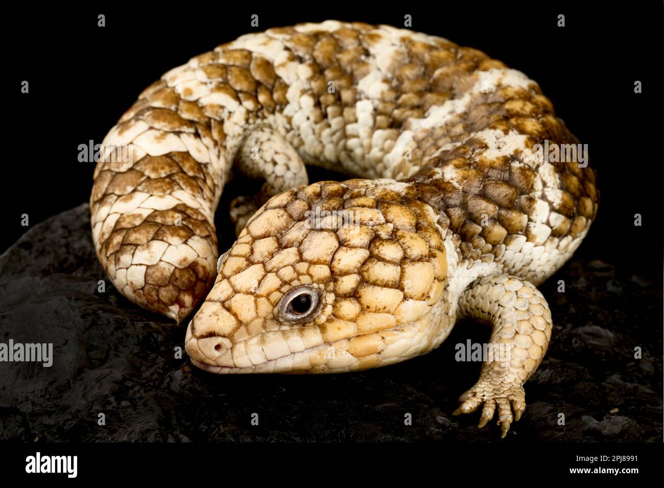 Shingleback skink (Tiliqua rugosa rugosa Stock Photo - Alamy