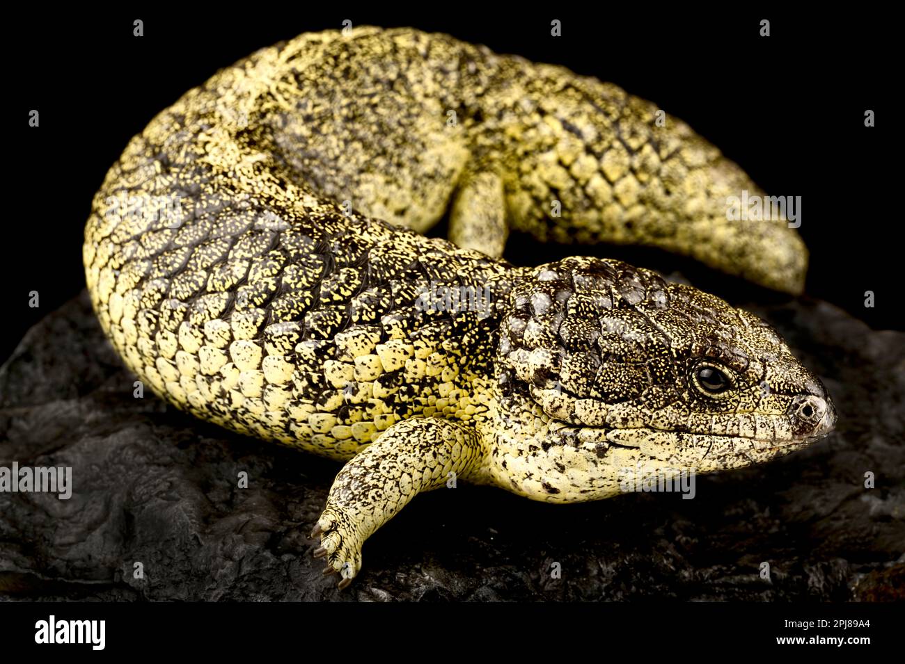 Rottnest island Shingleback Skink (Tiliqua rugosa konowi Stock Photo ...