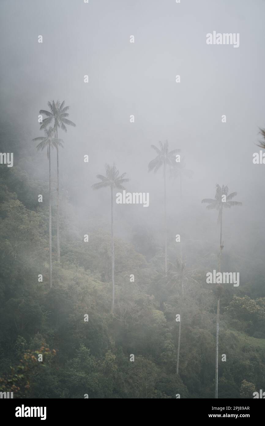 Highest Coconut Palm Trees Cocora Valley in Salento, Disney Village in ...