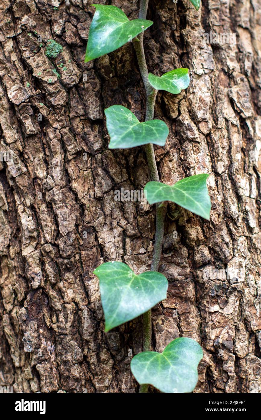 Creeper plant grows up the side of a tree trunk Stock Photo - Alamy