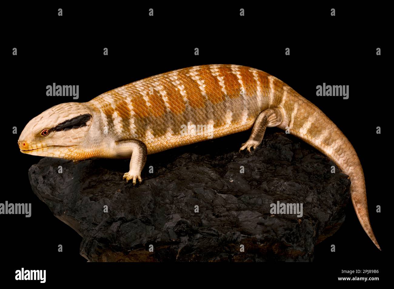 Centralian blue-tongued skink (Tiliqua multifasciata Stock Photo - Alamy