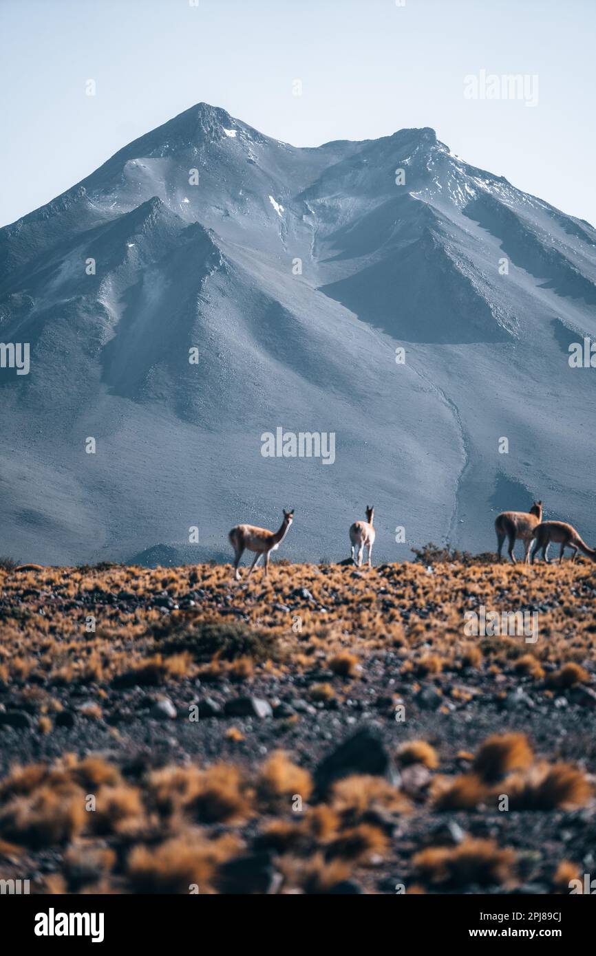 Vicuna animal llama in front of Volcanic mountains in San Pedro de ...