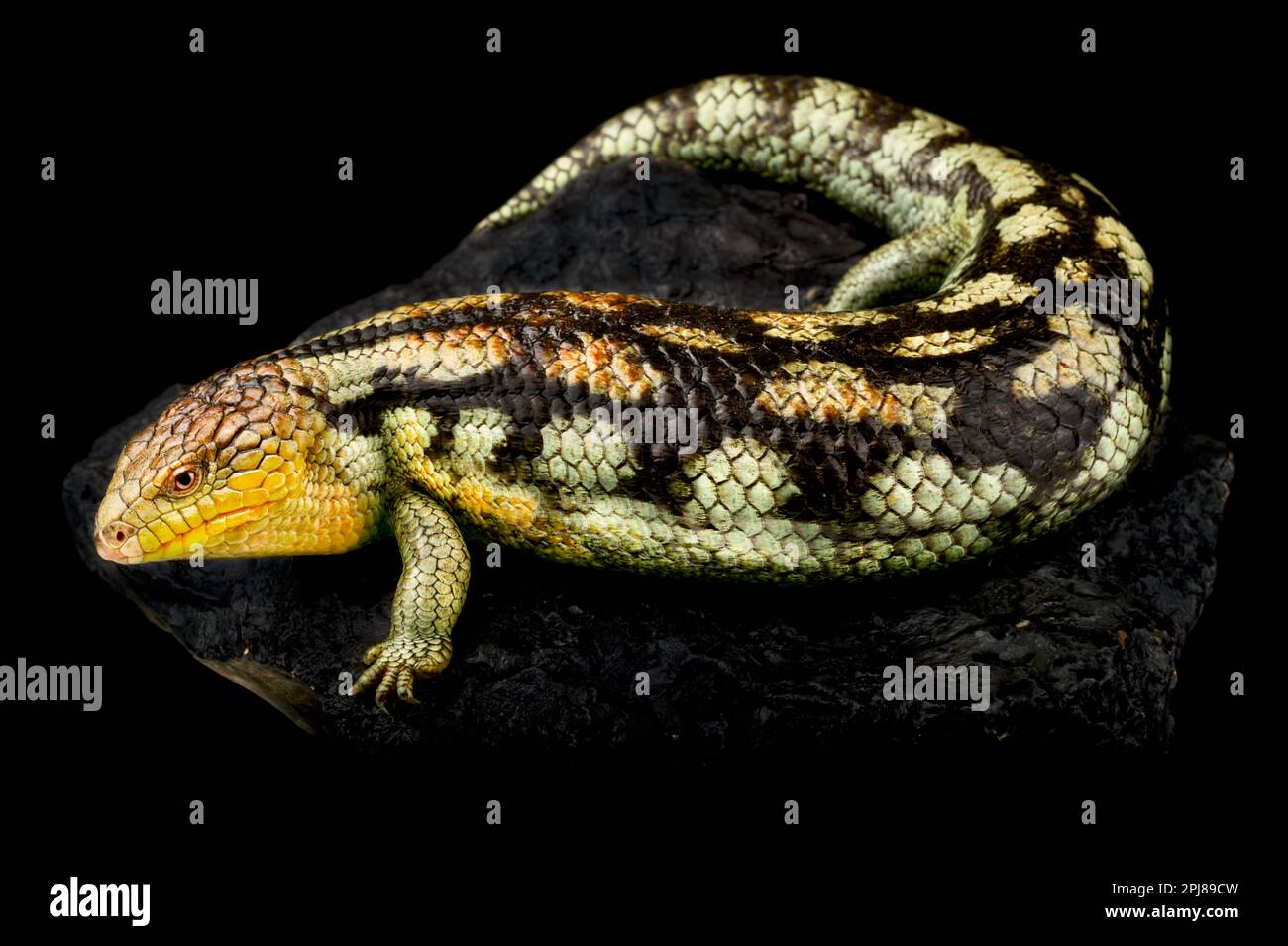 Blotched blue-tongued skink (Tiliqua nigrolutea) Tasmania Stock Photo ...