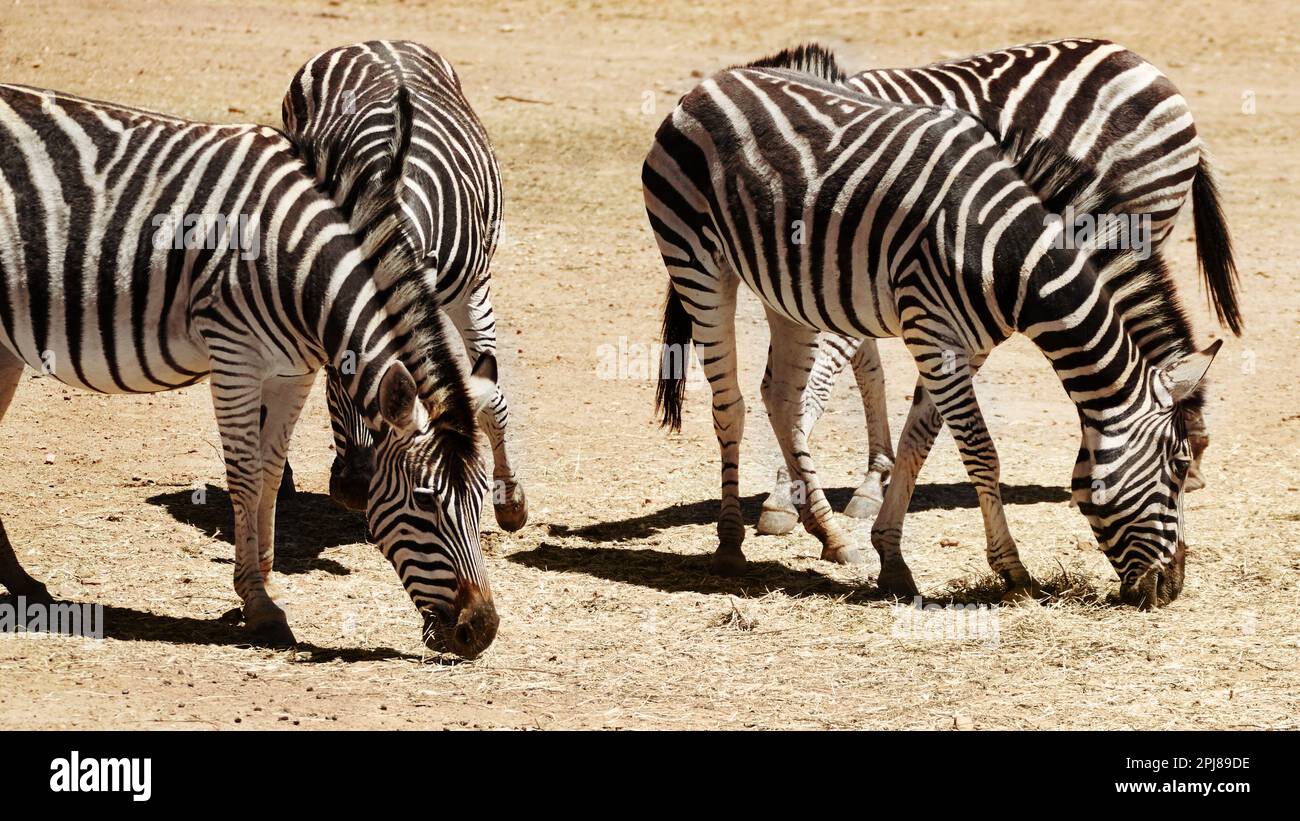Zebras travel in herds. zebras on the plains of Africa Stock Photo - Alamy