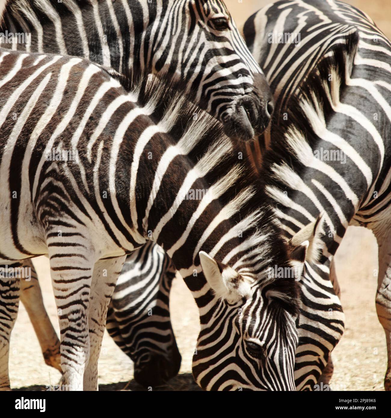 Zebra crowd living in safari hi-res stock photography and images - Alamy