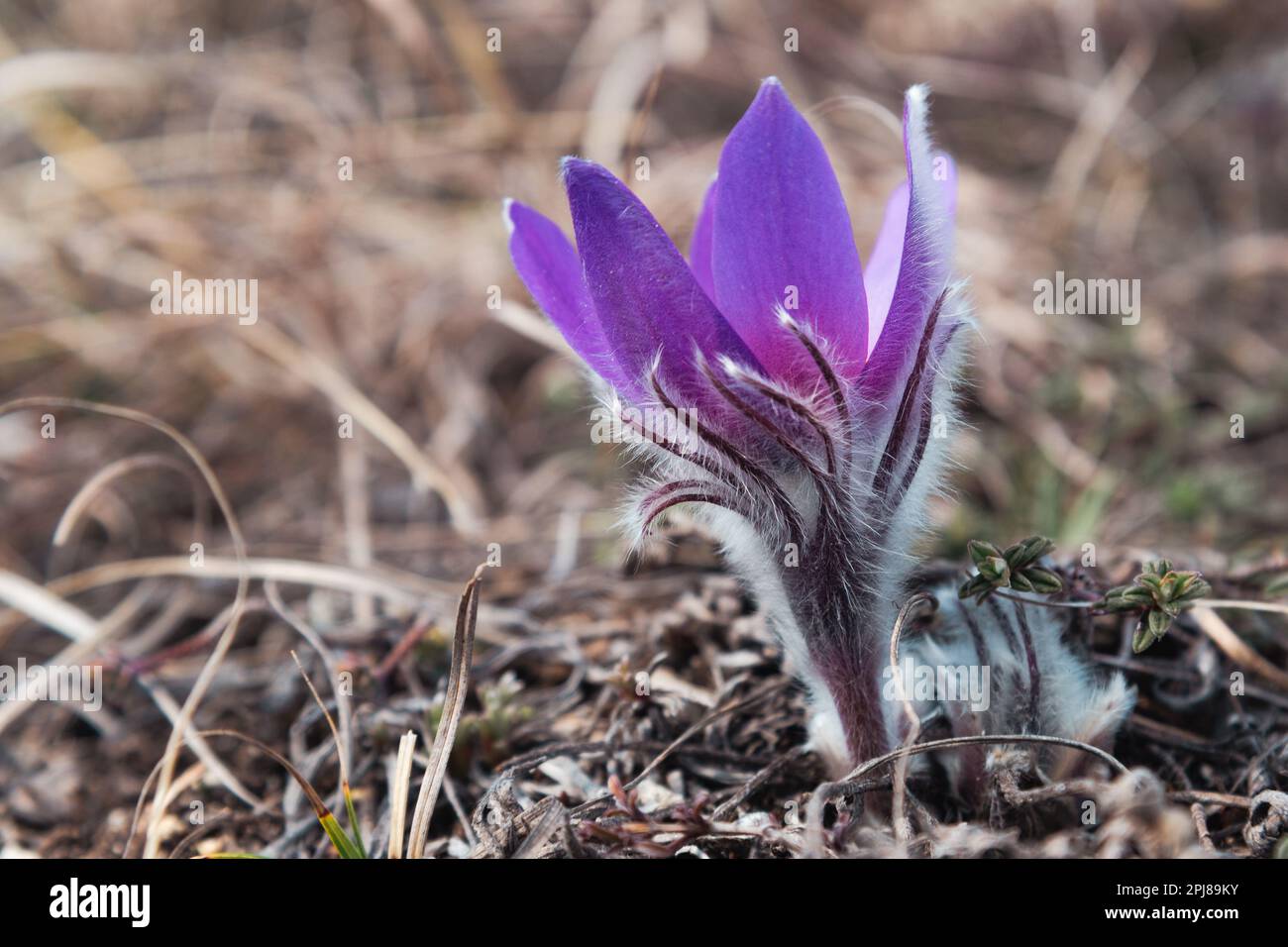 First spring flowers Pulsatilla halleri or pulsatilla taurica in nature ...