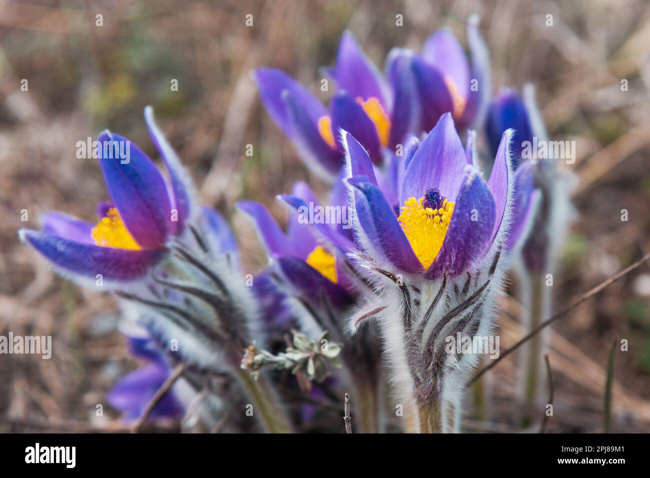 First spring flowers Pulsatilla halleri or pulsatilla taurica in nature ...