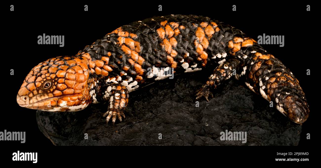 Shingleback skink (Tiliqua rugosa rugosa Stock Photo - Alamy