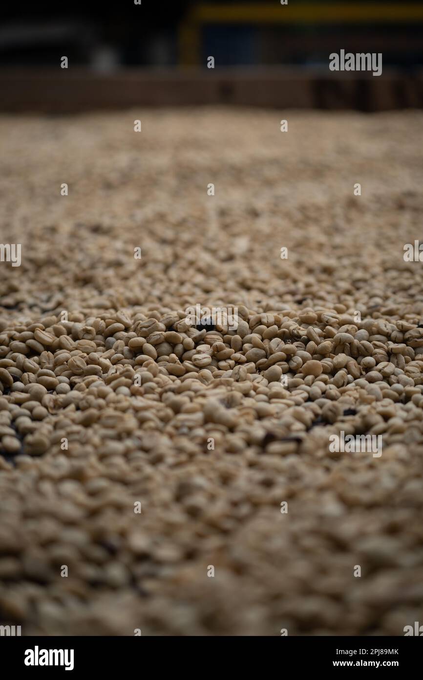 Coffee plantation in Colombia production of coffee beans close to ...