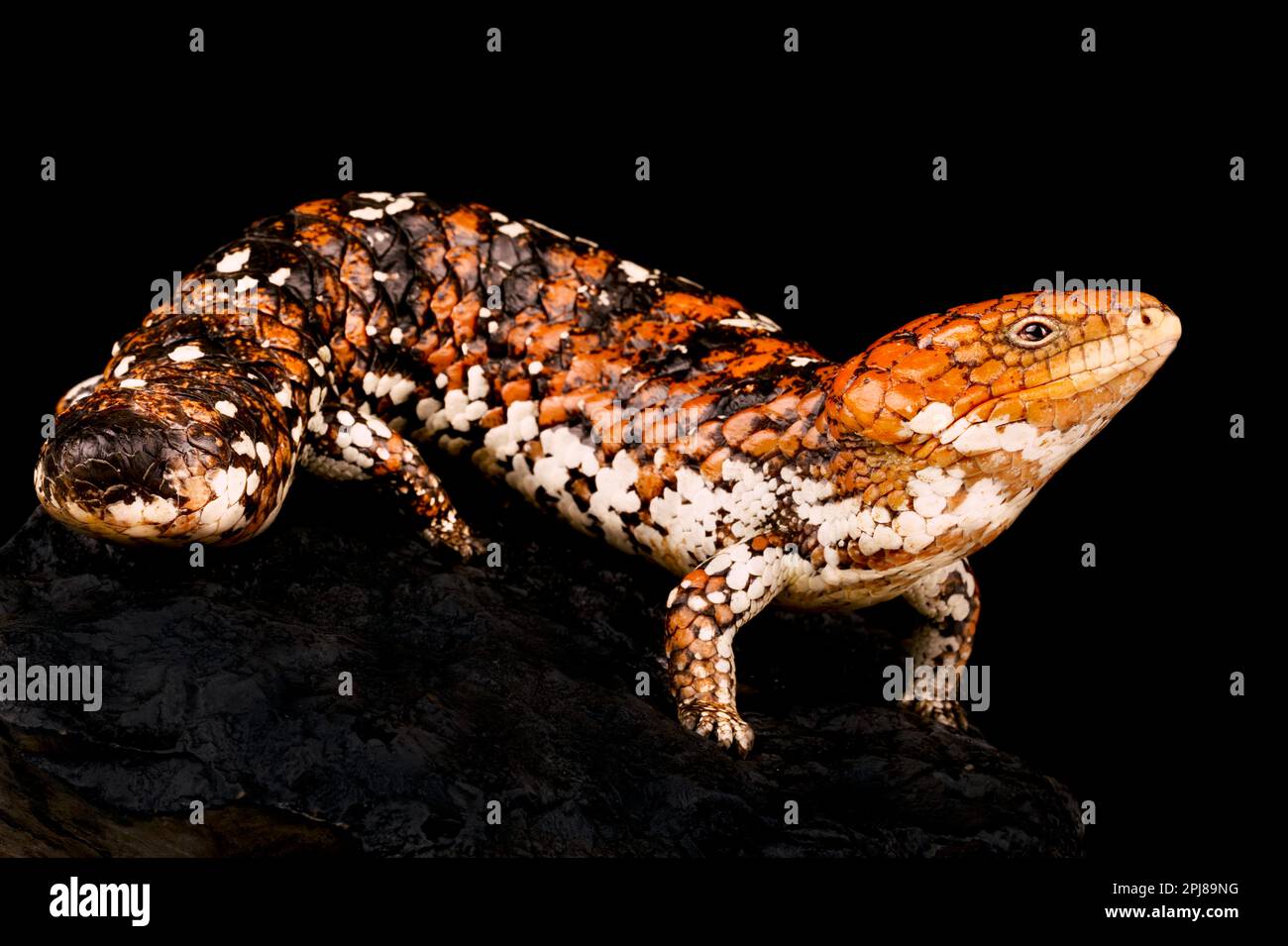 Shingleback skink (Tiliqua rugosa rugosa Stock Photo - Alamy