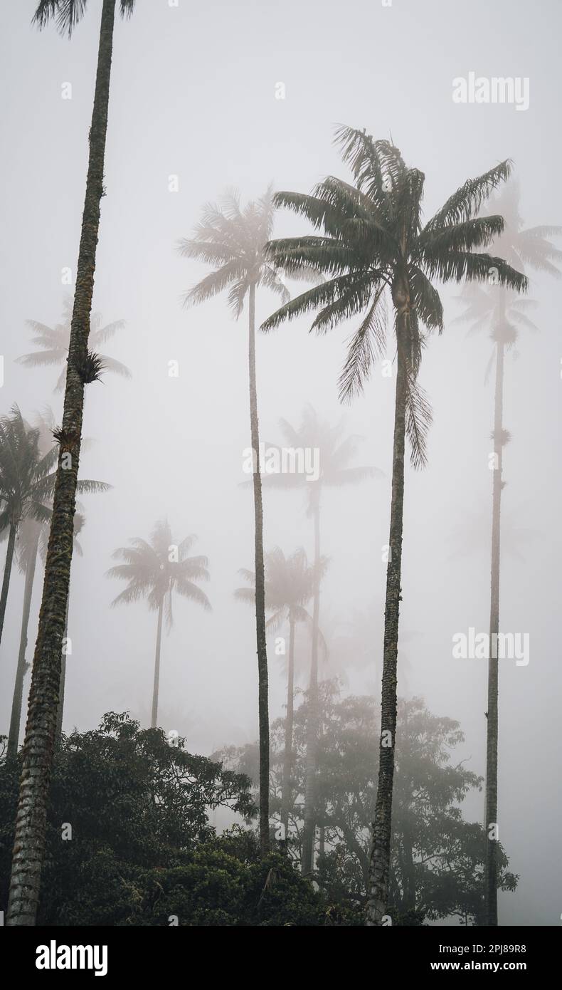 Highest Coconut Palm Trees Cocora Valley in Salento, Disney Village in ...