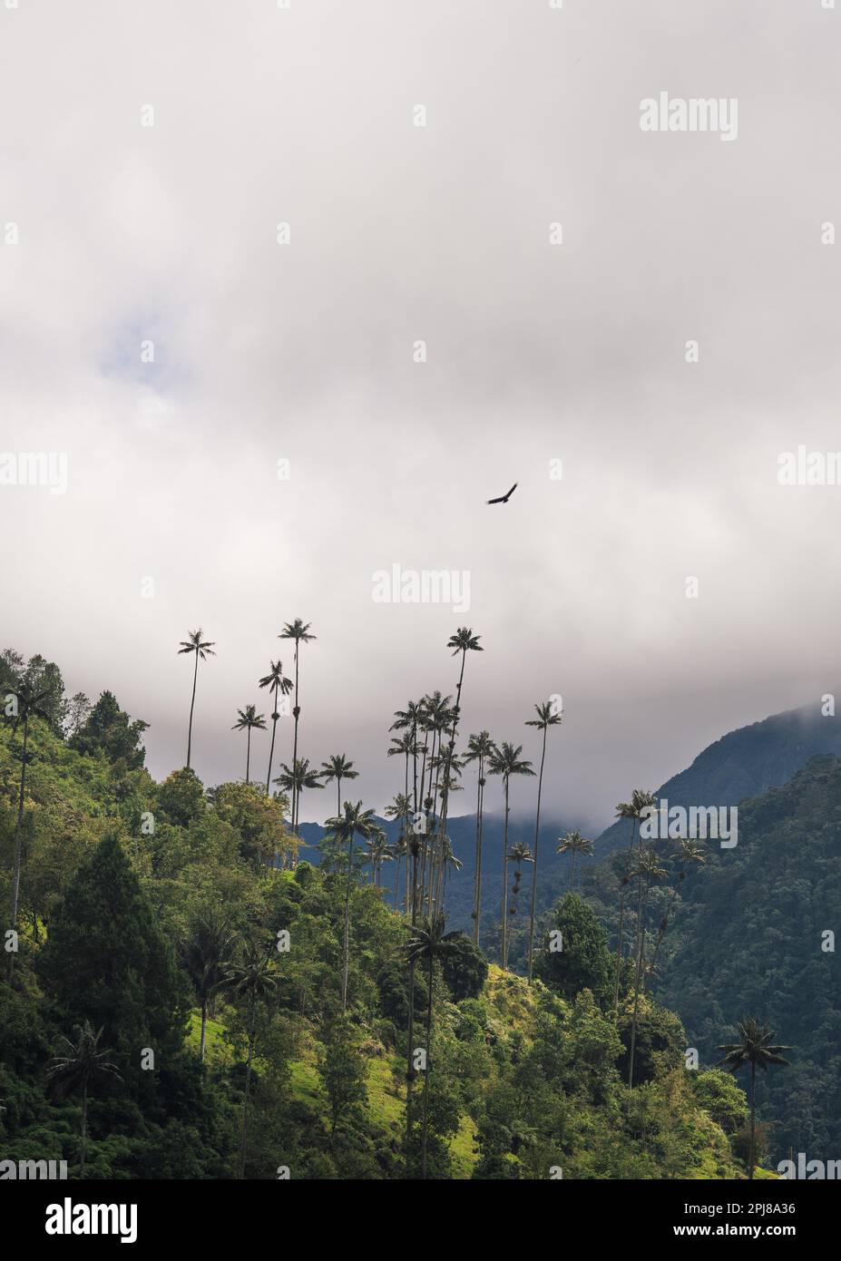 Highest Coconut Palm Trees Cocora Valley in Salento, Disney Village in ...
