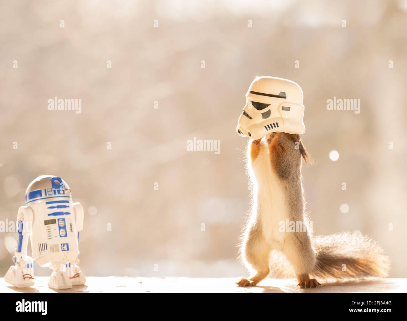 Star Wars Squirrel