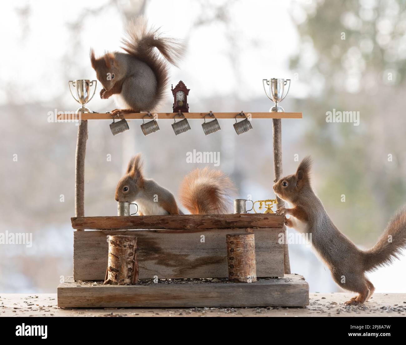 red squirrels are standing in a bar Stock Photo - Alamy
