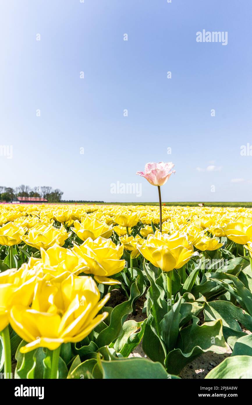 Colourful tulip fields, captured in The Netherlands during Spring ...