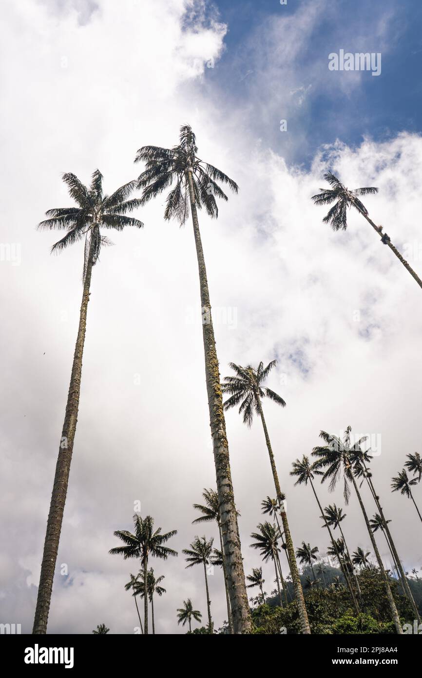 Highest Coconut Palm Trees Cocora Valley in Salento, Disney Village in ...