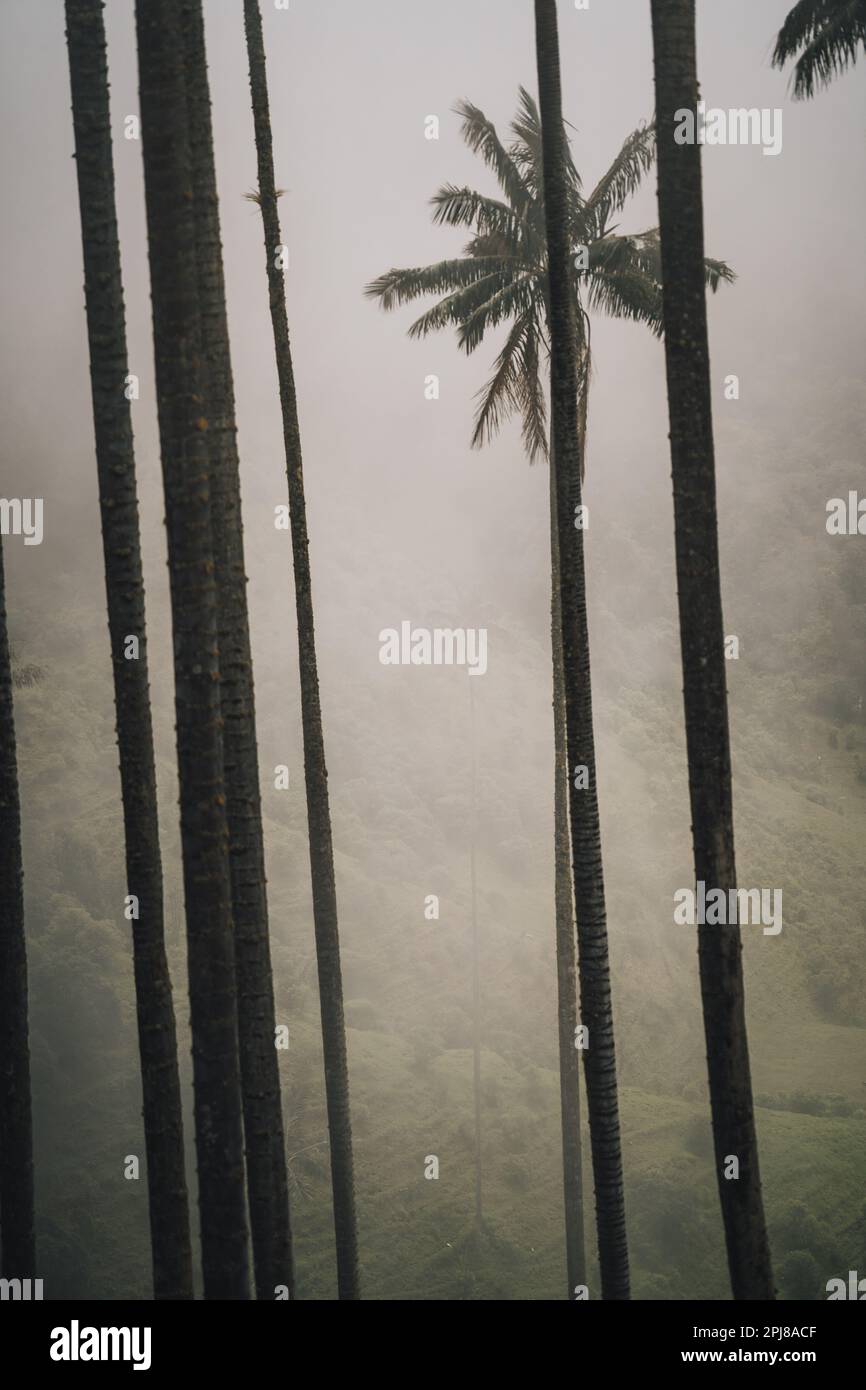 Highest Coconut Palm Trees Cocora Valley in Salento, Disney Village in ...