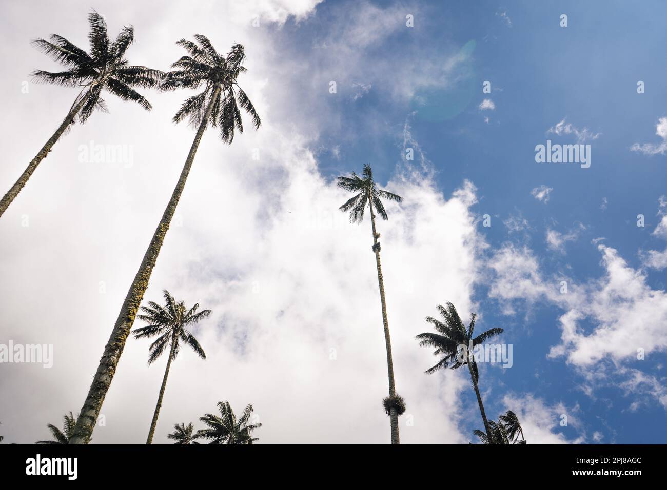 Highest Coconut Palm Trees Cocora Valley in Salento, Disney Village in ...