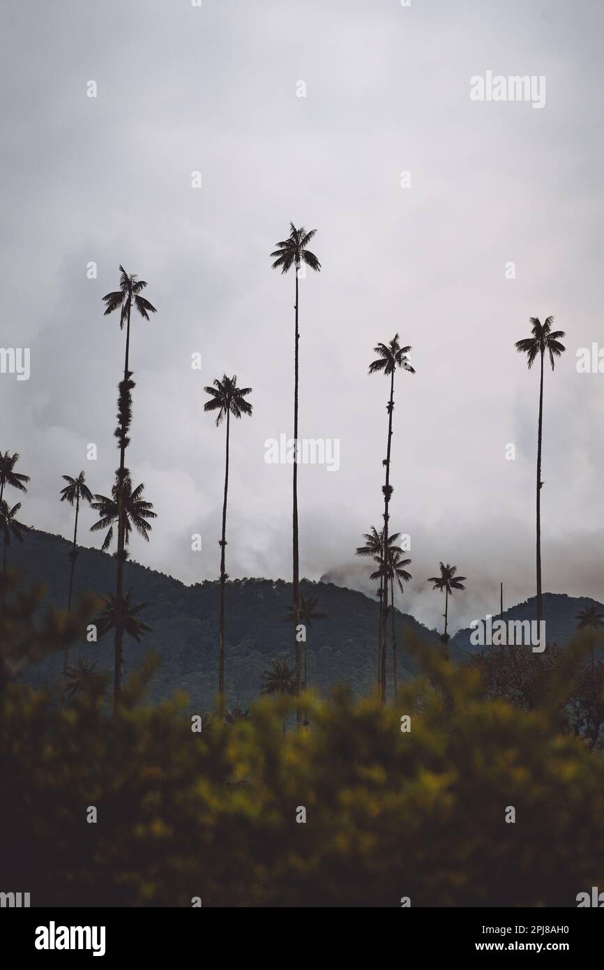 Highest Coconut Palm Trees Cocora Valley in Salento, Disney Village in ...