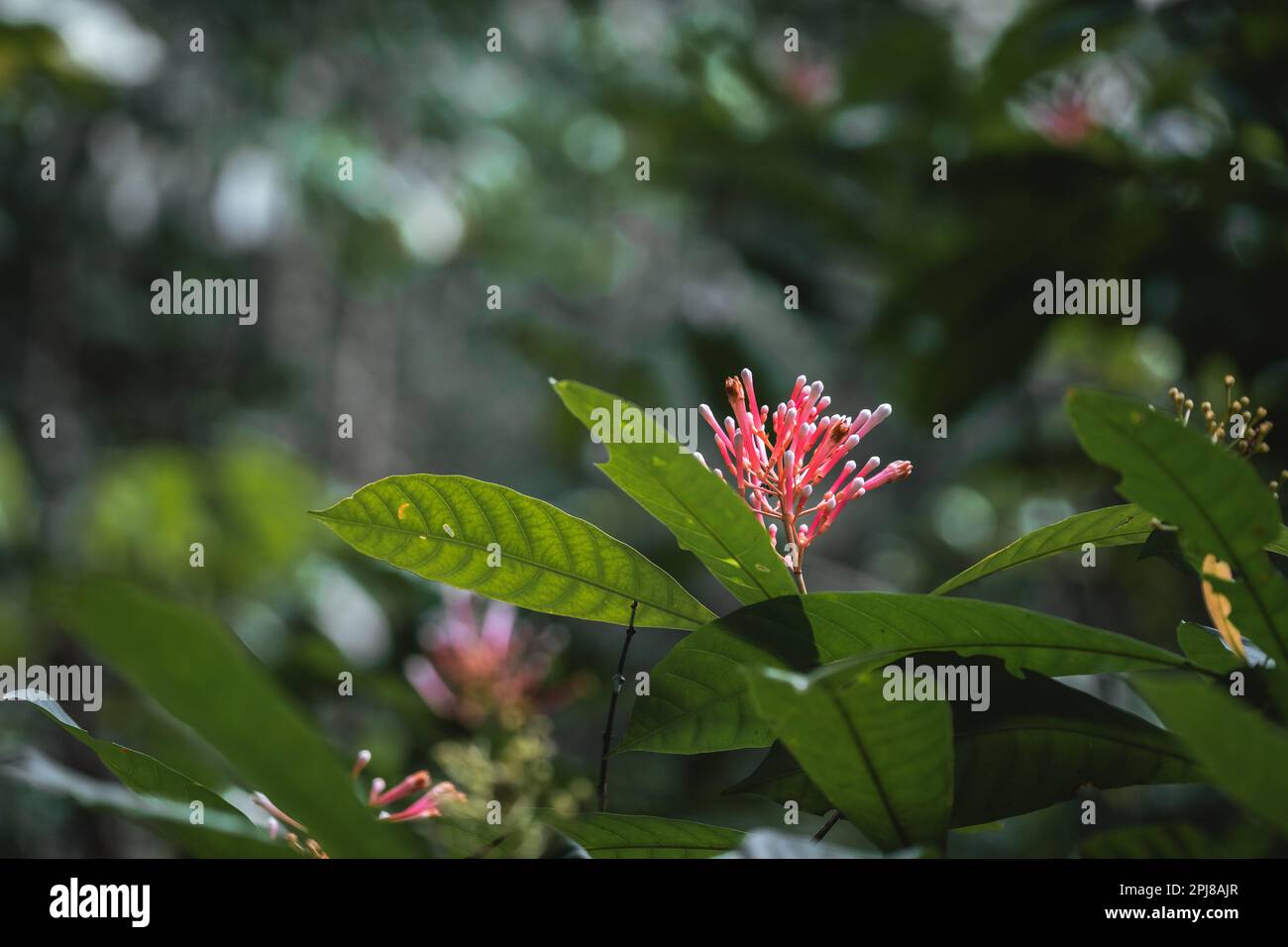 Green, plants and trees in Amazon Rainforest Leticia Colombia Stock ...