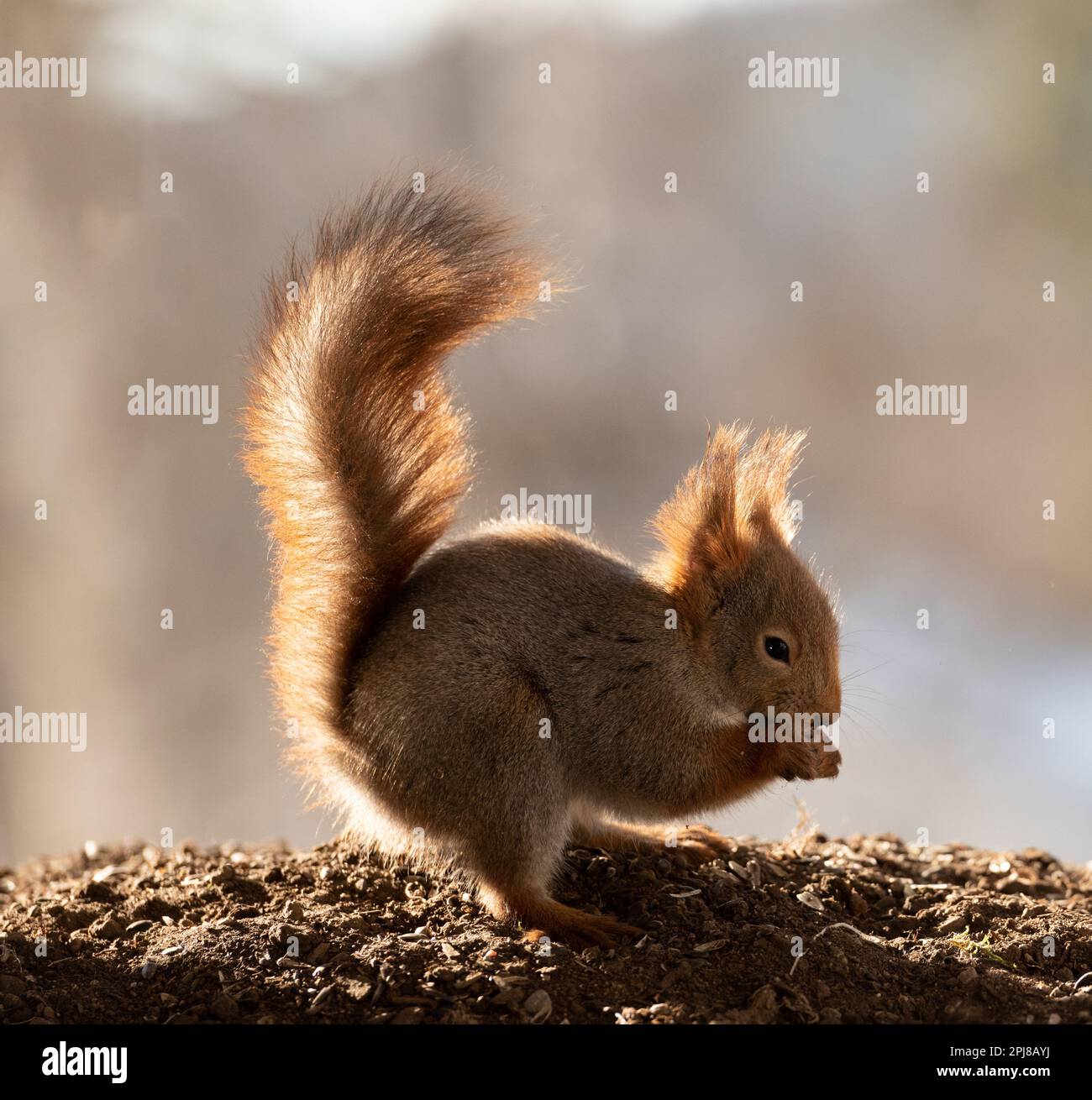 Humour and fun hi-res stock photography and images - Alamy