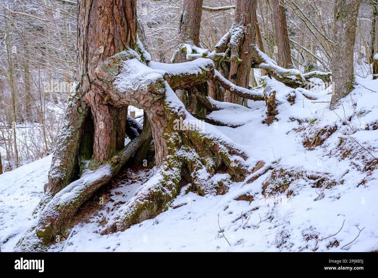 Tree Roots In The Winter