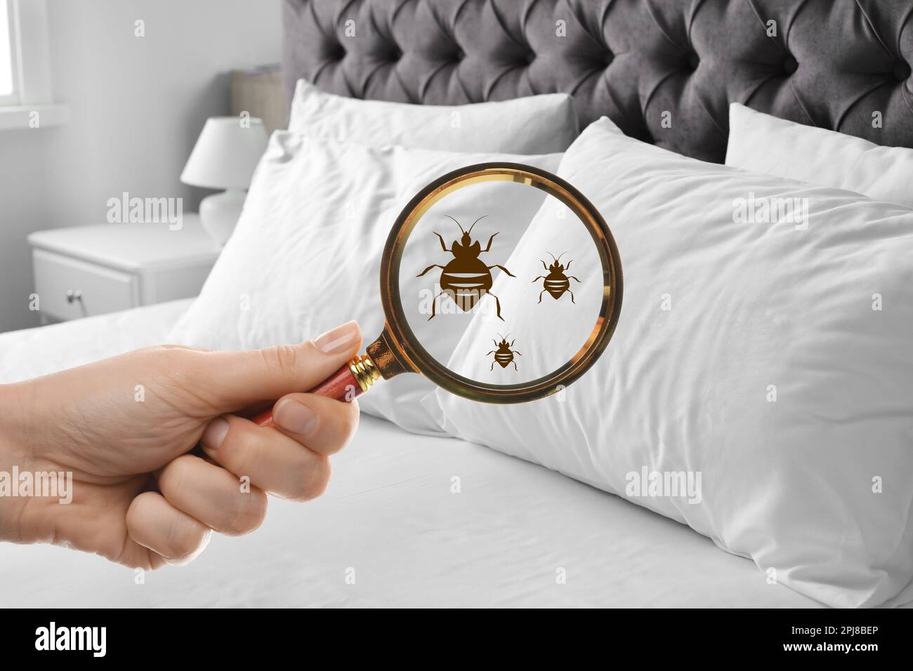 Woman with magnifying glass detecting bed bugs in bedroom, closeup ...