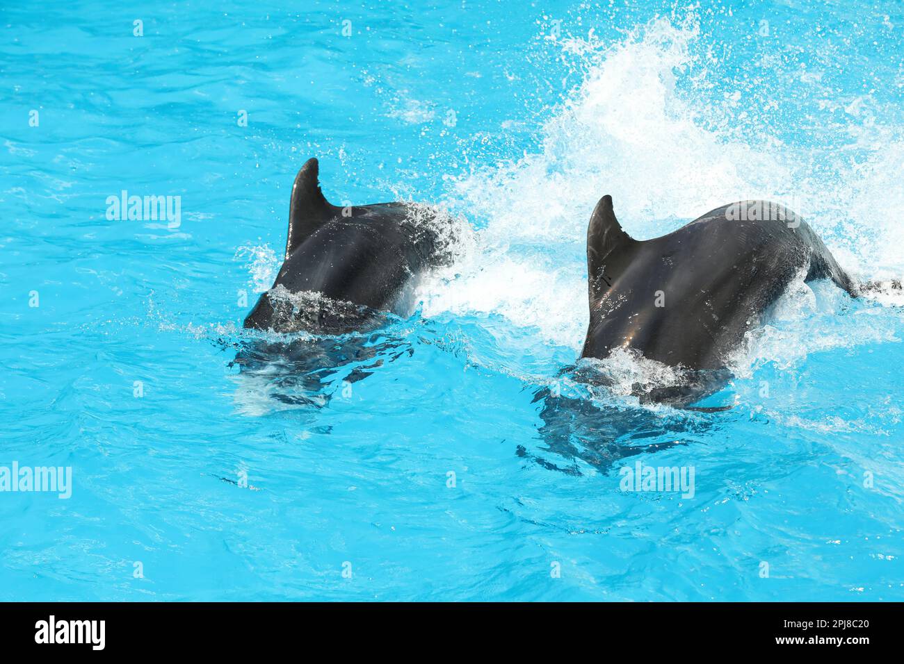 Dolphins swimming in pool at marine mammal park Stock Photo - Alamy