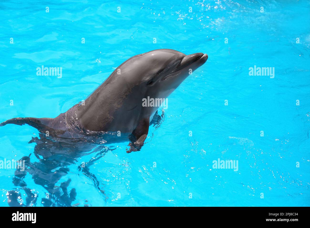Dolphin swimming in pool at marine mammal park Stock Photo - Alamy