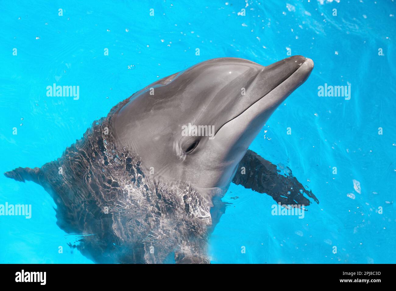 Dolphin swimming in pool at marine mammal park Stock Photo - Alamy