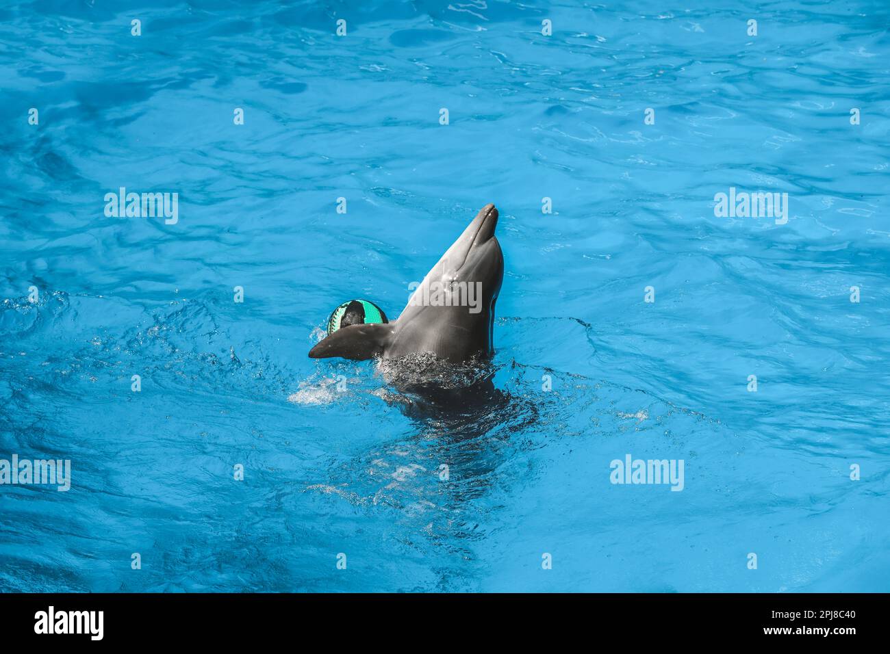 Dolphin ball in pool hi-res stock photography and images - Alamy