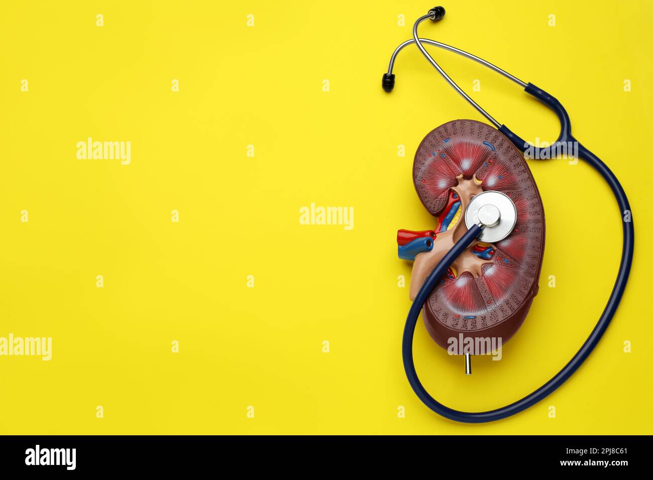 Kidney model and stethoscope on yellow background, flat lay. Space for ...