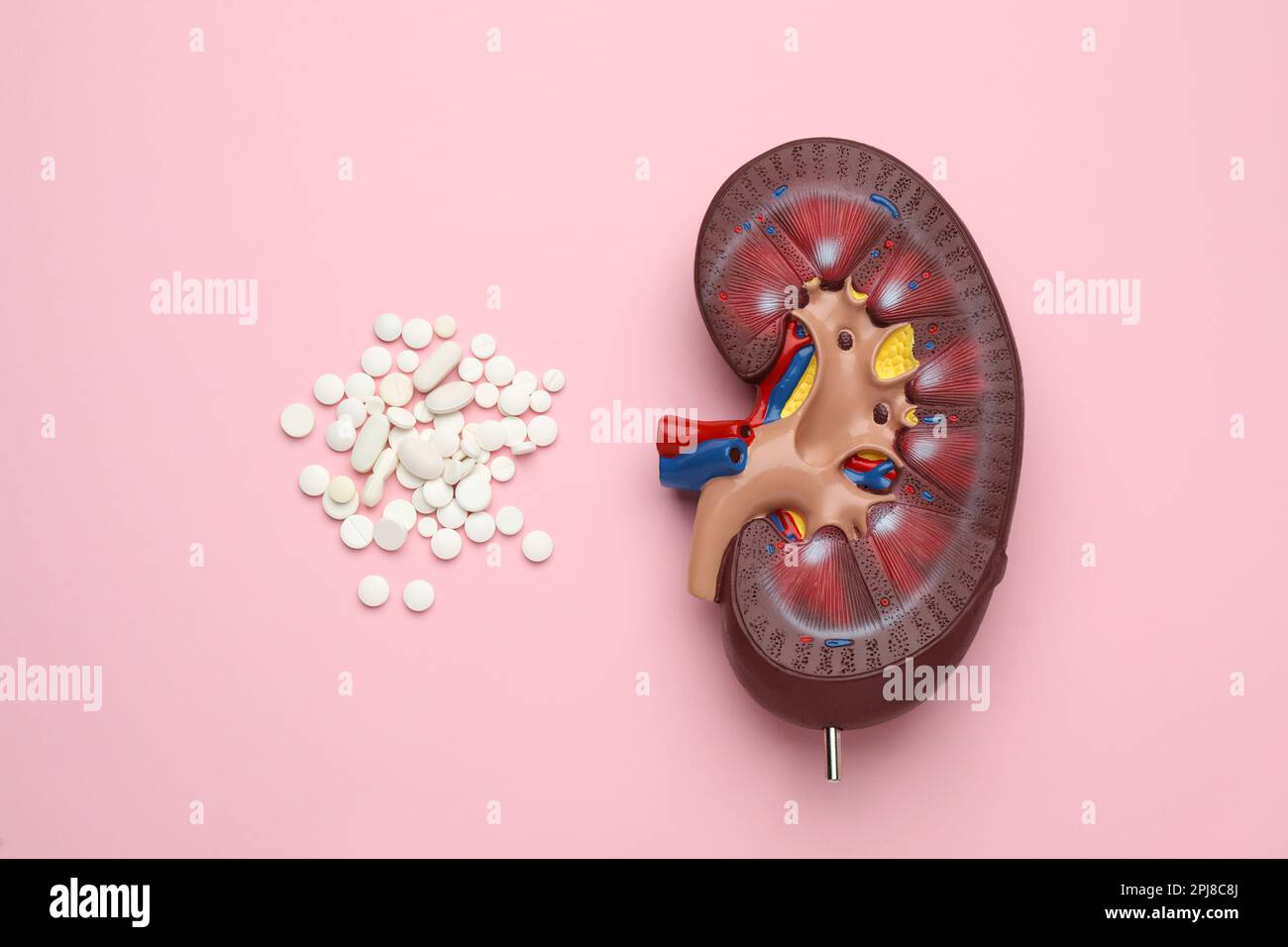 Kidney model and pills on pink background, flat lay Stock Photo - Alamy