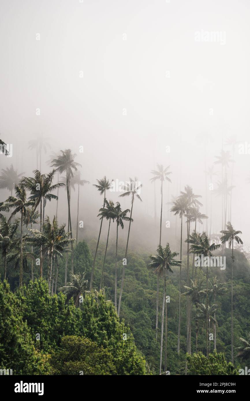 Highest Coconut Palm Trees Cocora Valley in Salento, Disney Village in ...