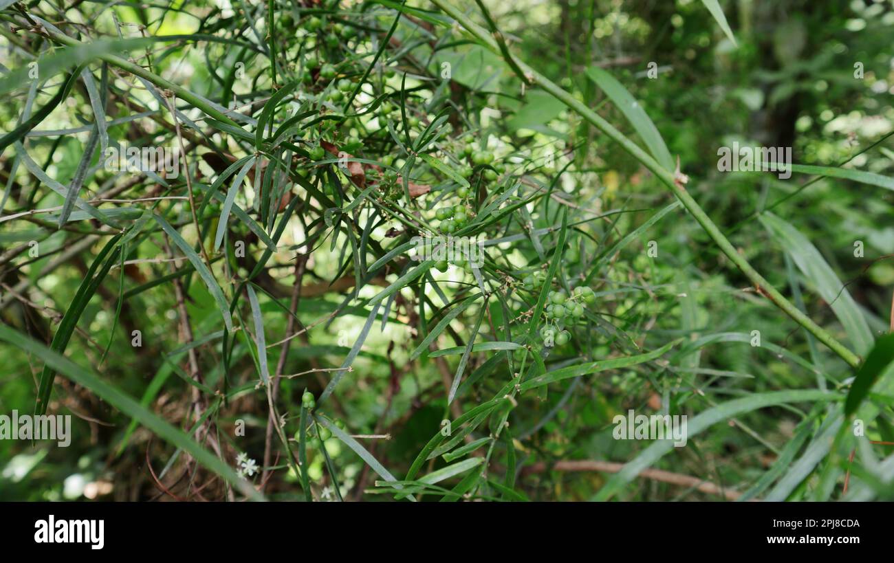 Immature seed clusters of an Asparagus Racemosus vine in the garden ...
