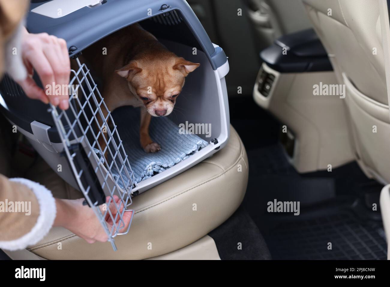 Owner transporting her dog, closeup. Chihuahua in pet carrier Stock ...