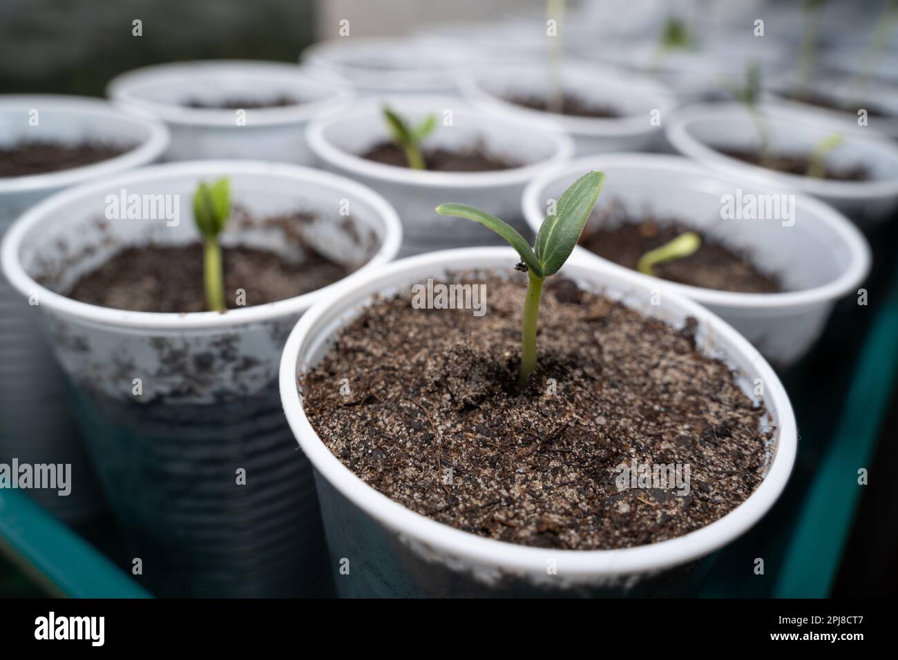 Soil cup hi-res stock photography and images - Alamy