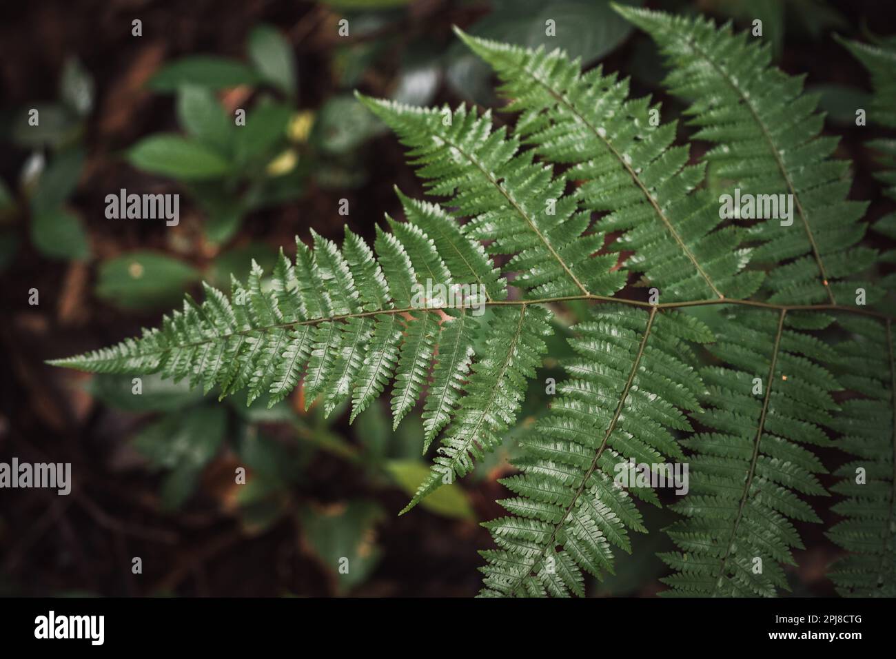 Trail in the amazon jungle colombia hi-res stock photography and images ...