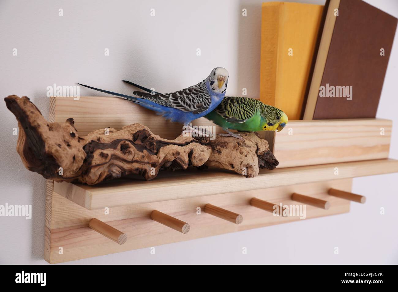 Beautiful bright parrots on shelf indoors. Cute pets Stock Photo - Alamy