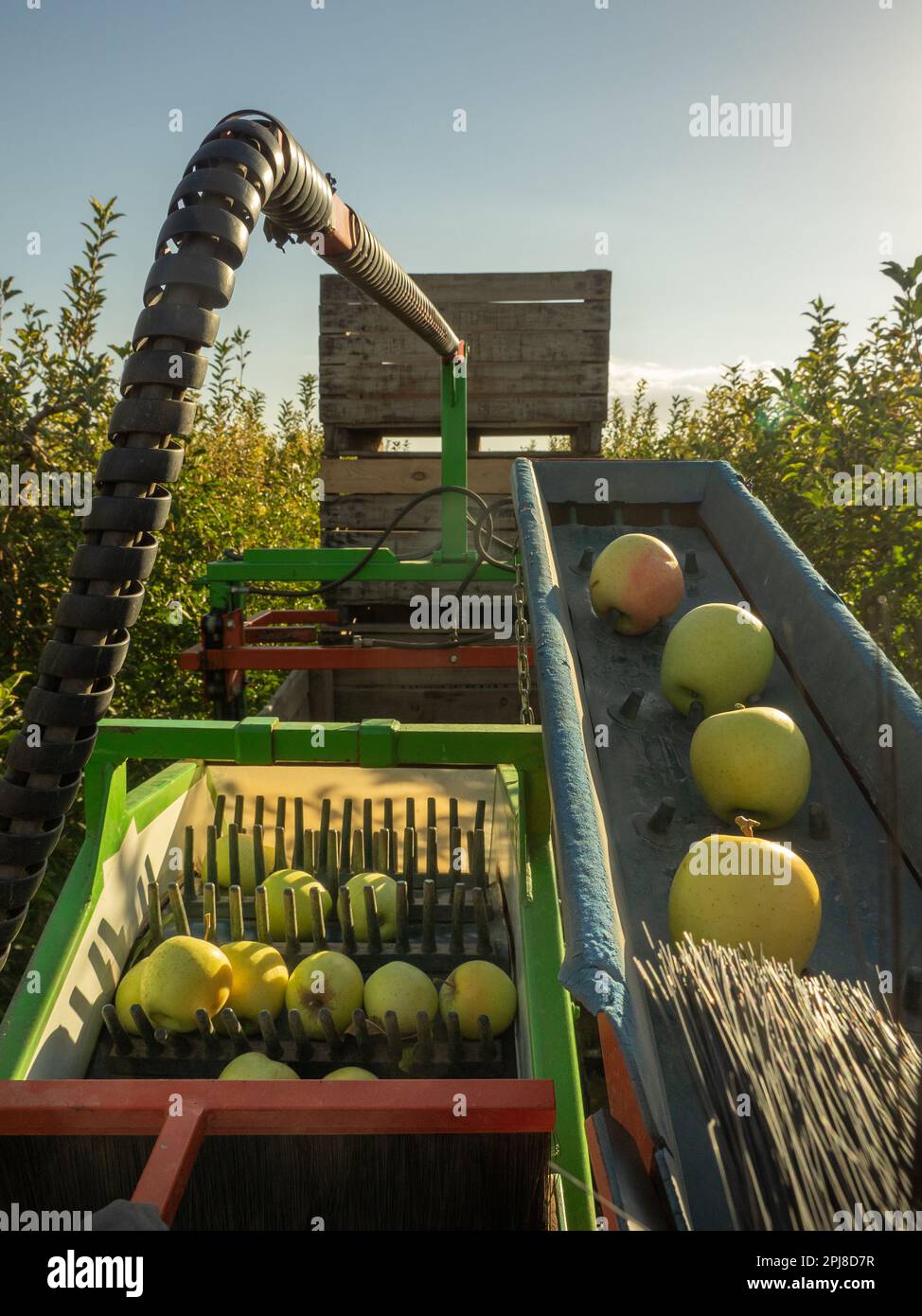 Harvesting and sorting machine for golden apples in the field in full ...