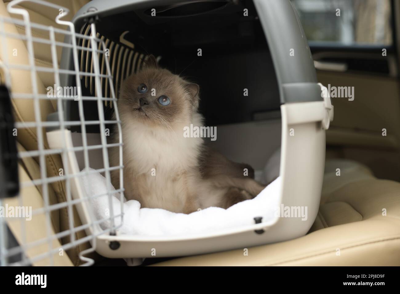Cute grey cat inside pet carrier in car Stock Photo - Alamy