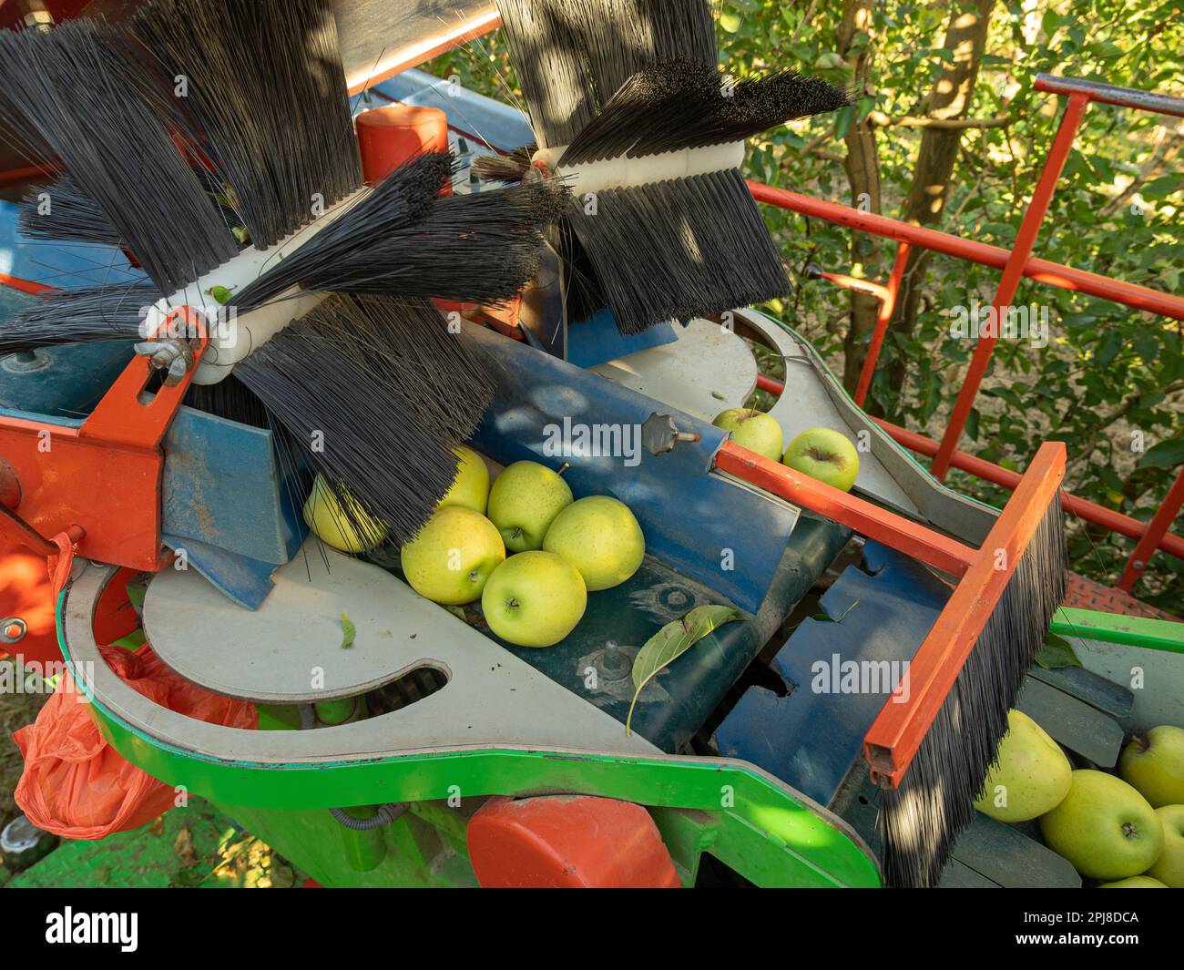 Harvesting and sorting machine for golden apples in the field in full ...